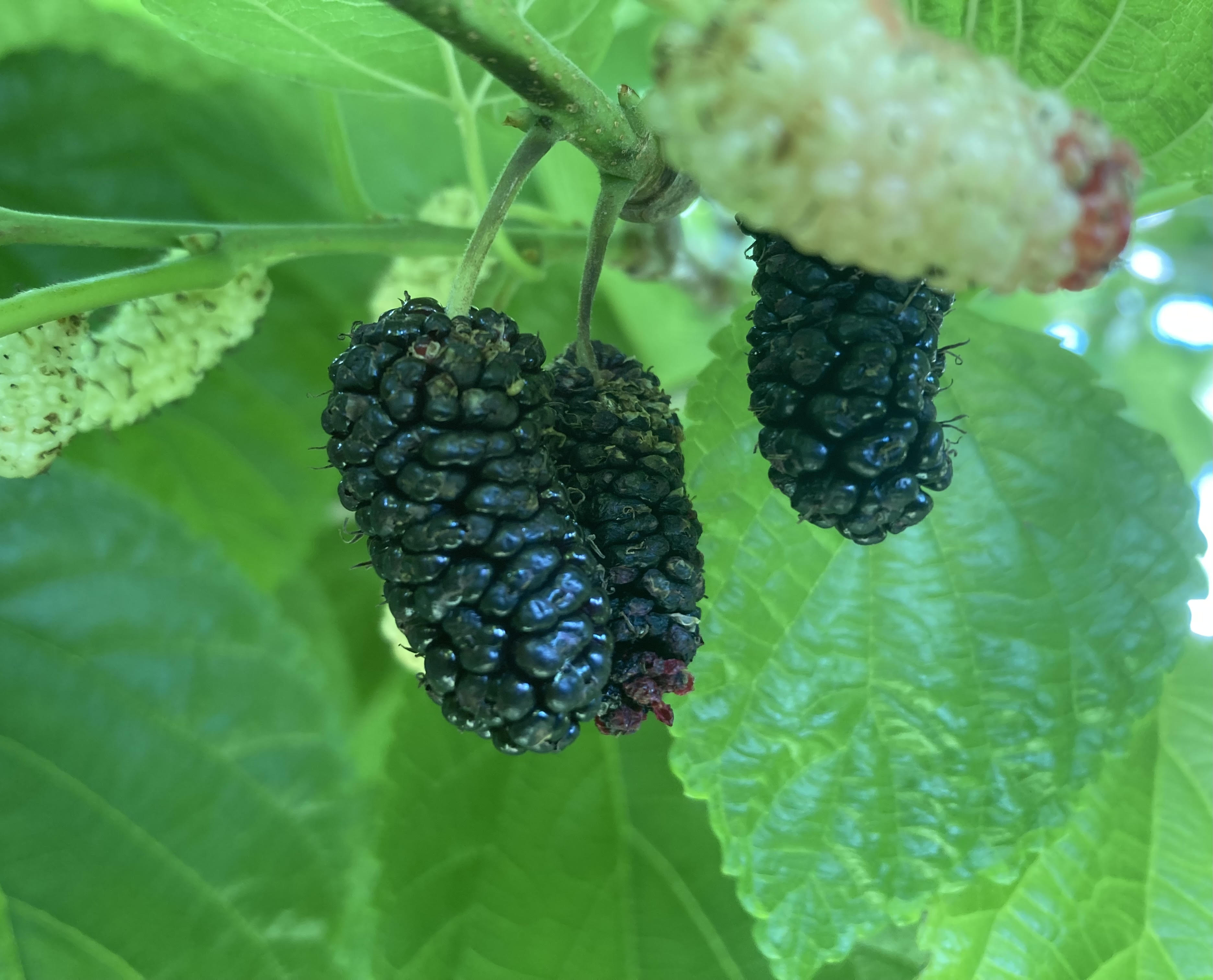 Magical mulberry has multiple uses – Vitalichi